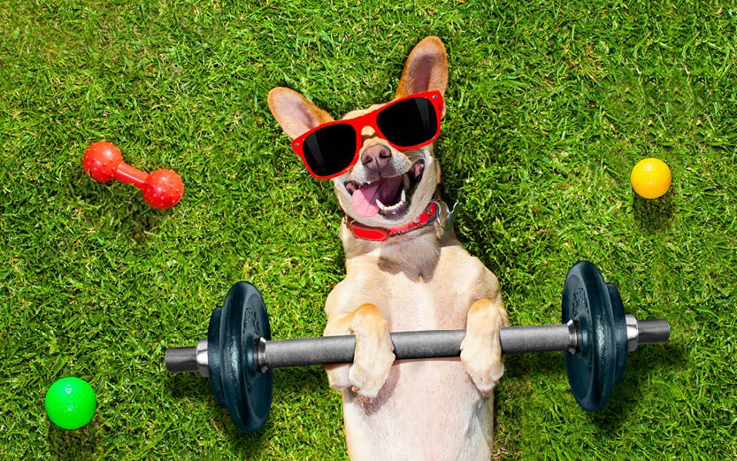 Special Pop-Up! FitKids K9 Fitness - Lourdes Health & Fitness